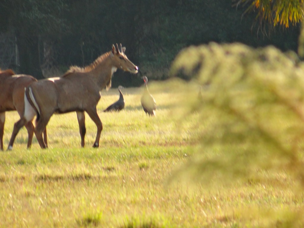 Hunts & Activities – Black Boar Ranch