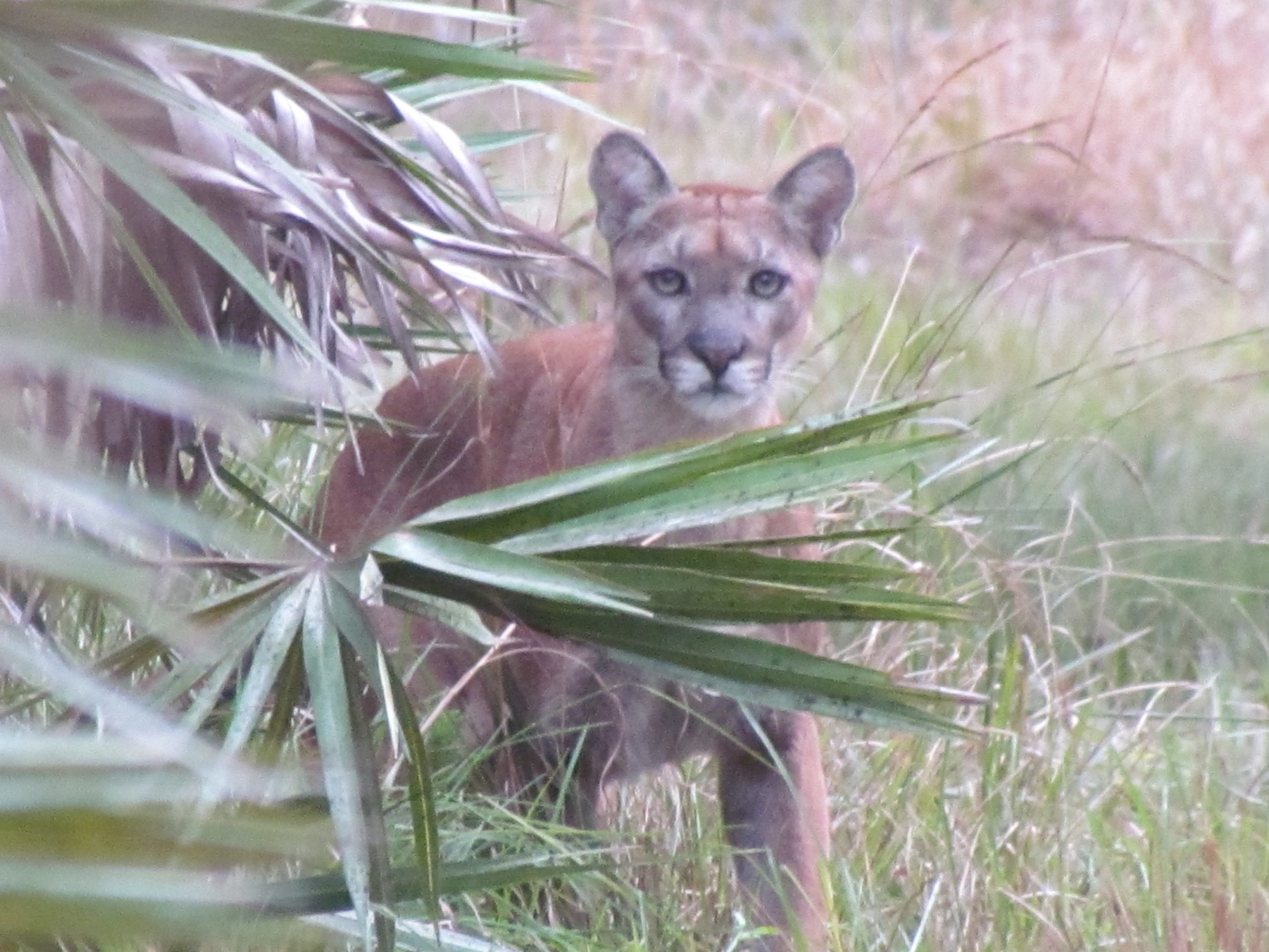 Panther – Black Boar Ranch