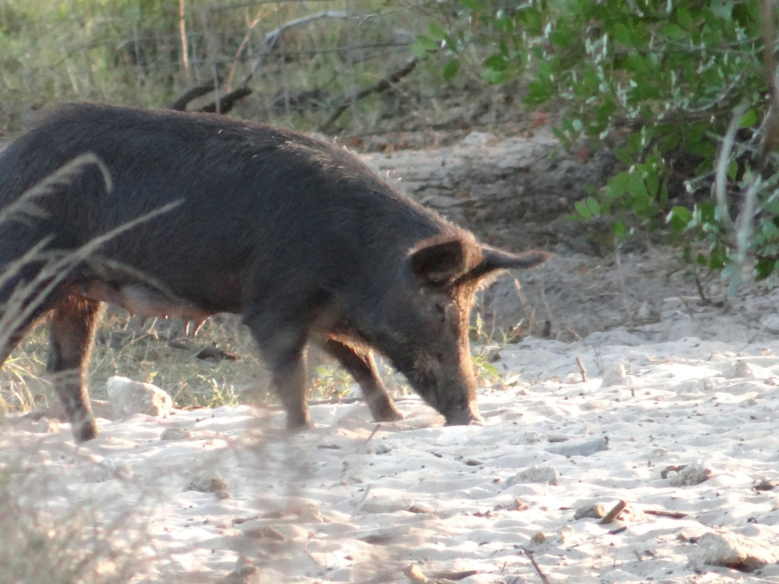 image(76) – Black Boar Ranch